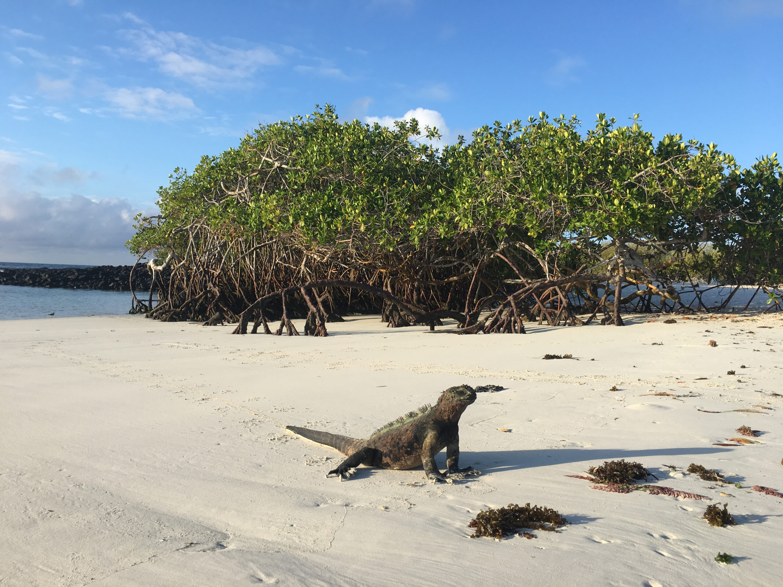 The Flory Lab – Plant Community and Ecosystem Ecology at the University ...